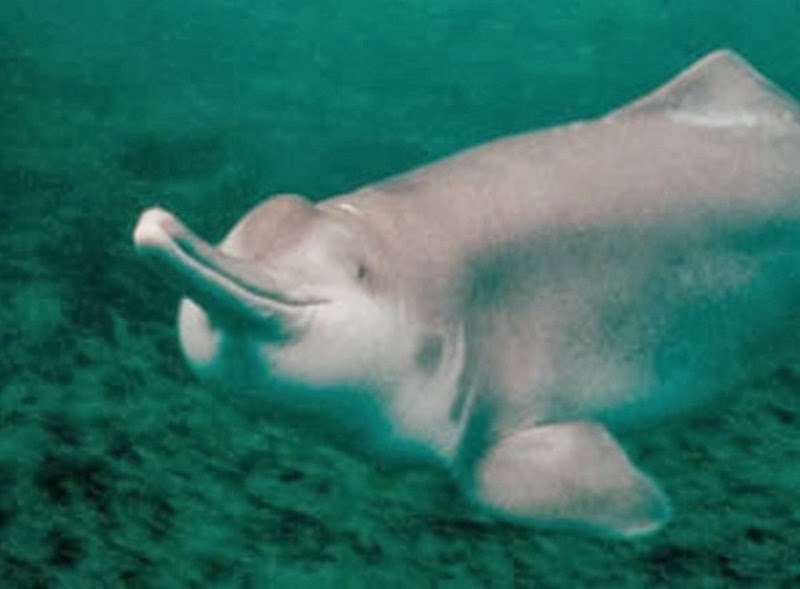 Million Posts: Check out the Most Amazing Extinct Animals!